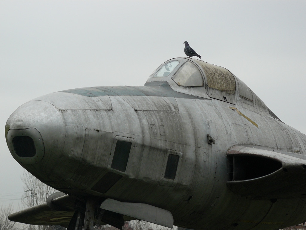 Carlinga: dizionario, significato e curiosità