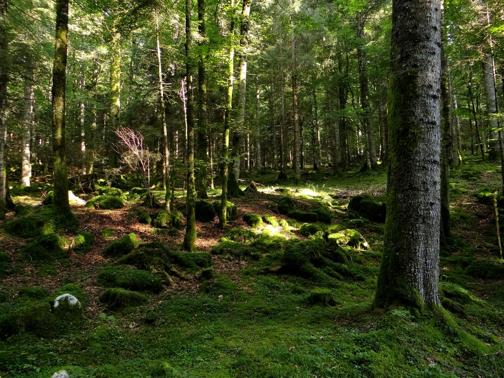Foresta