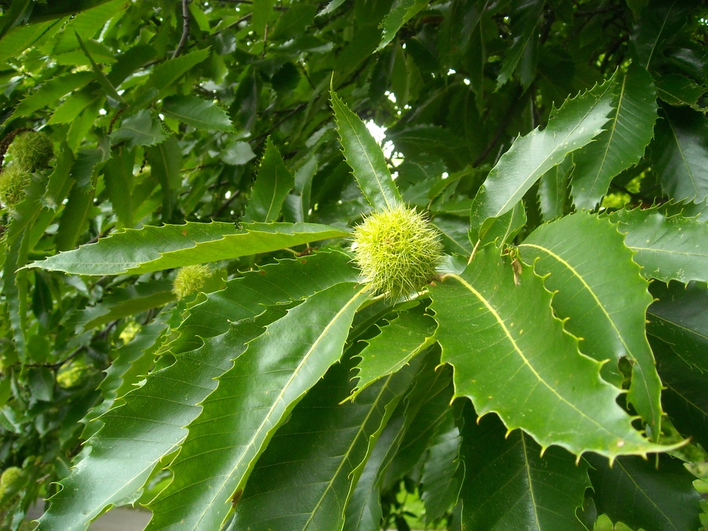 Castagno: dizionario, significato e curiosità