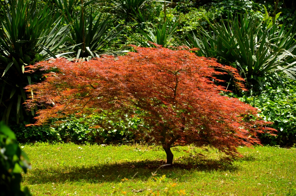Acero Giapponese Rosso Nano