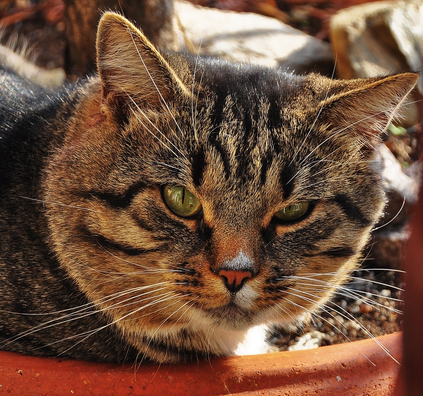 Striato: dizionario, significato e curiosità