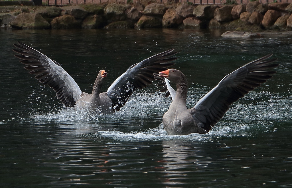 Oche: dizionario, significato e curiosità