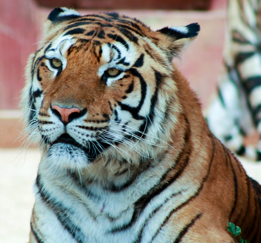 Feroce: dizionario, significato e curiosità