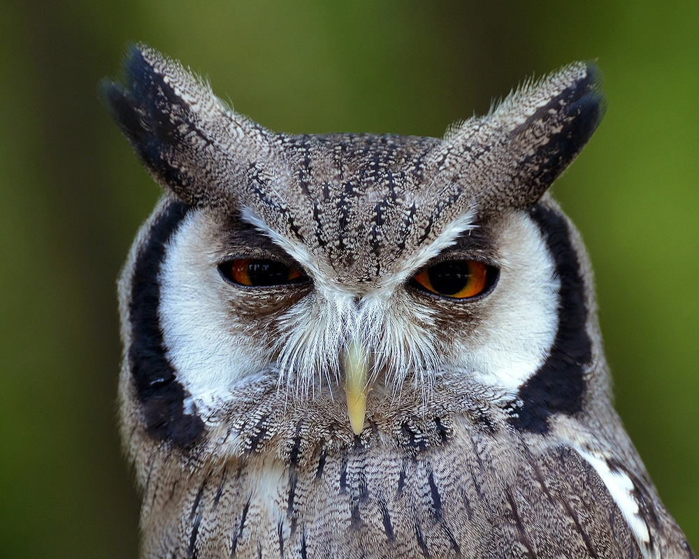 Gufo: dizionario, significato e curiosità