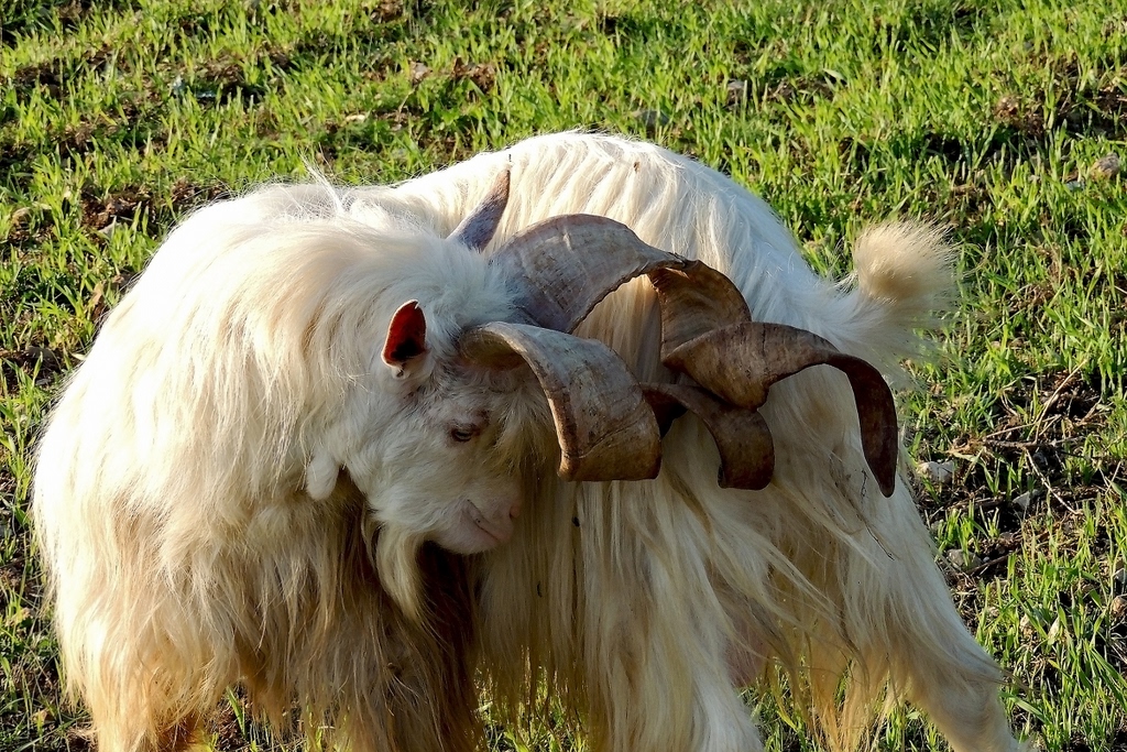 Caprone: dizionario, significato e curiosità