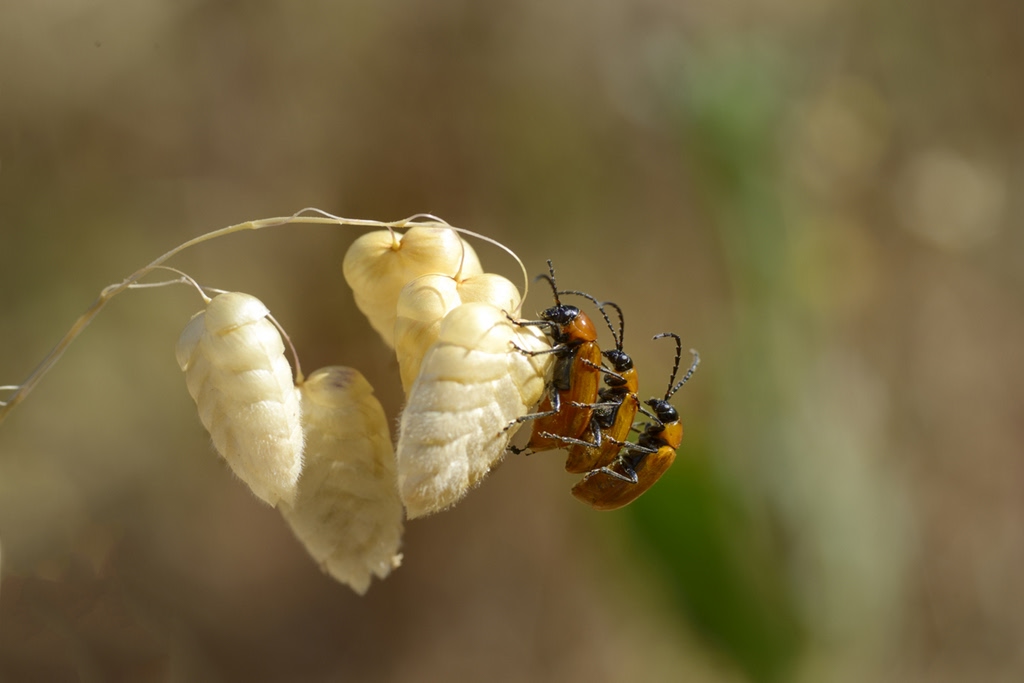 Insetti: dizionario, significato e curiosità