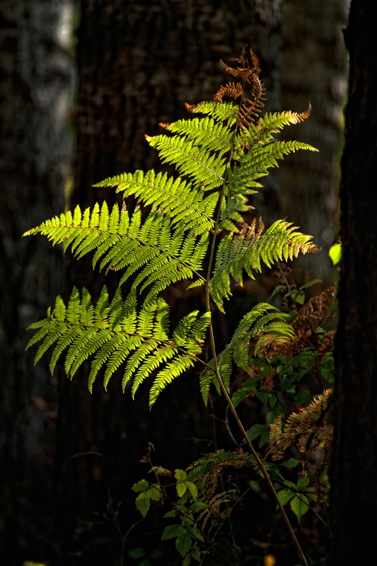 Felce: dizionario, significato e curiosità