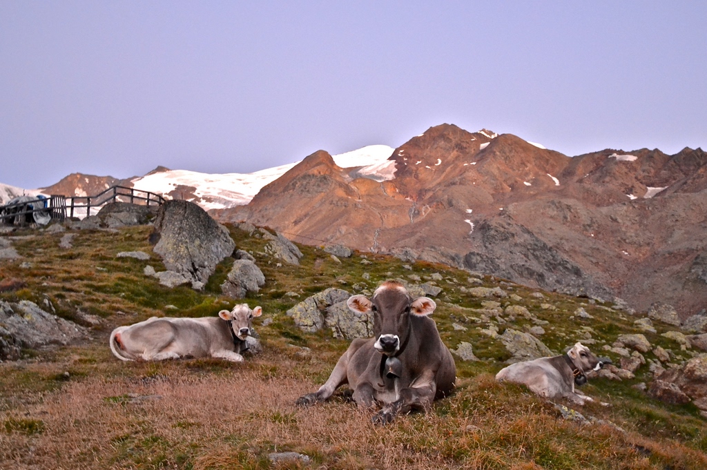 Bovini: dizionario, significato e curiosità