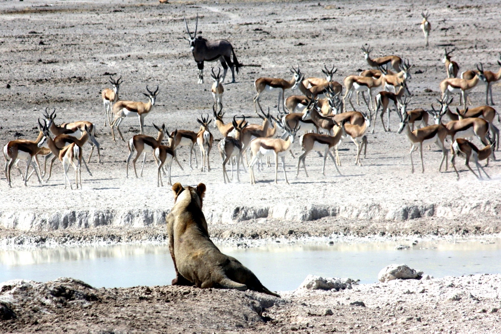 Leonessa: dizionario, significato e curiosità
