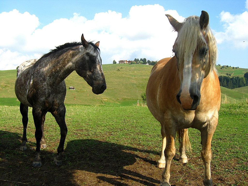 Quadrupedi: dizionario, significato e curiosità