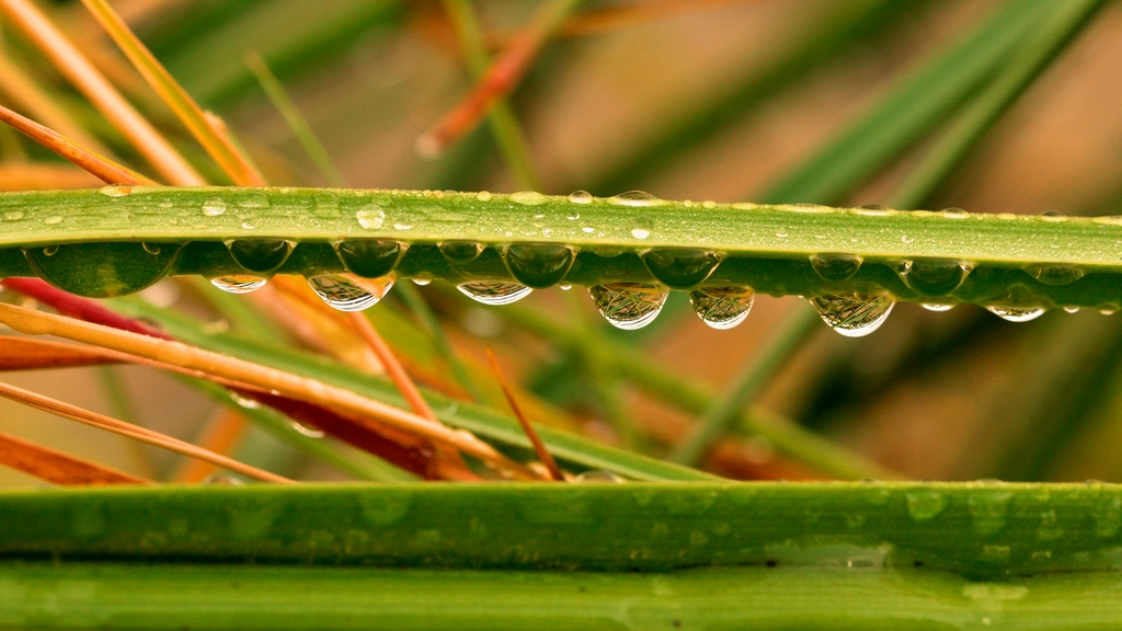 Gocce: dizionario, significato e curiosità