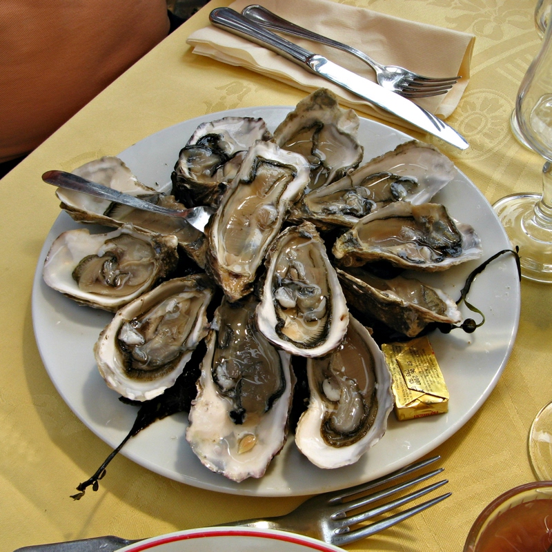 Molluschi: dizionario, significato e curiosità