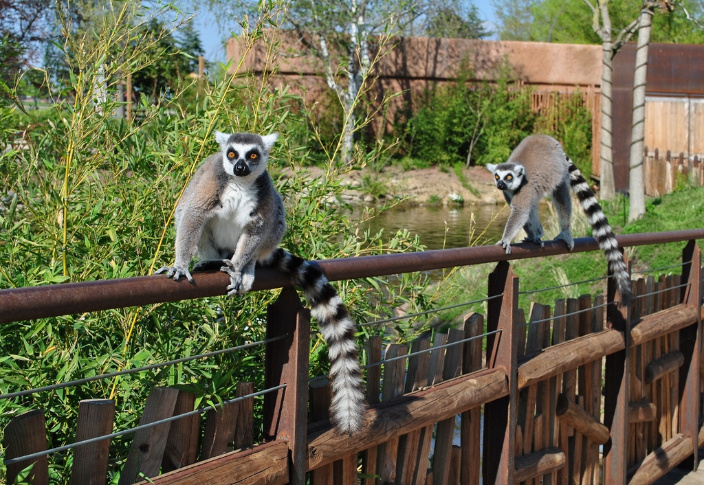 Lemuri: dizionario, significato e curiosità