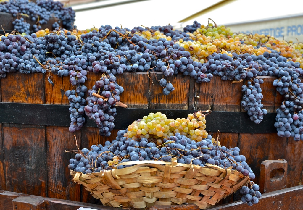 Tino: dizionario, significato e curiosità